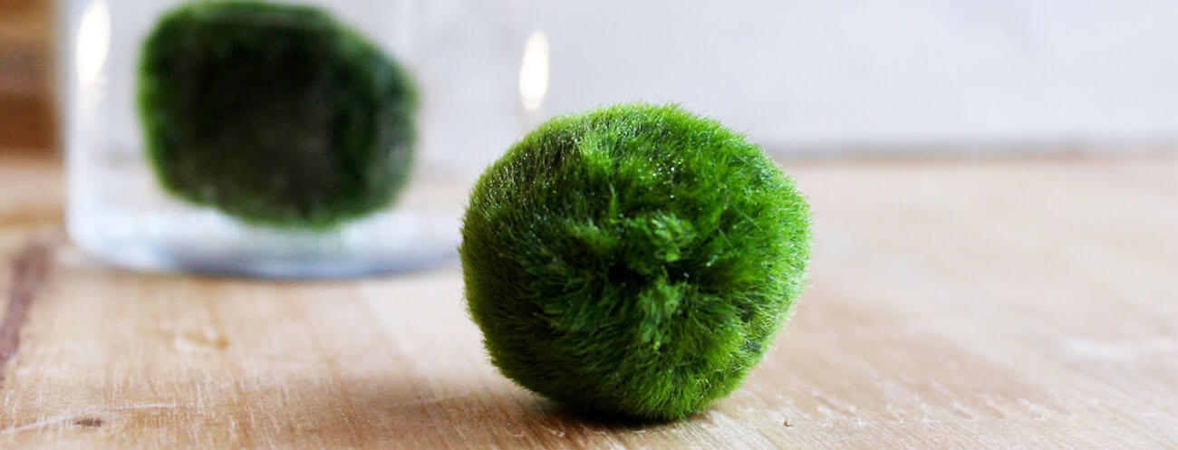 Marimo, l'alga beneaugurale giapponese che danza nel suo barattolo ...
